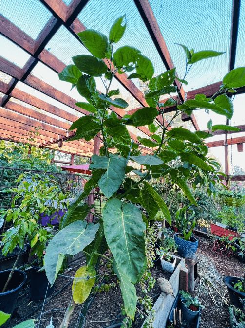 How to Plant and Grow a Tree Tomato (Tamarillo) in California - Marzi's ...