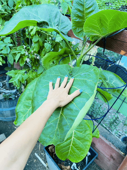 How to Plant and Grow a Tree Tomato (Tamarillo) in California - Marzi's ...