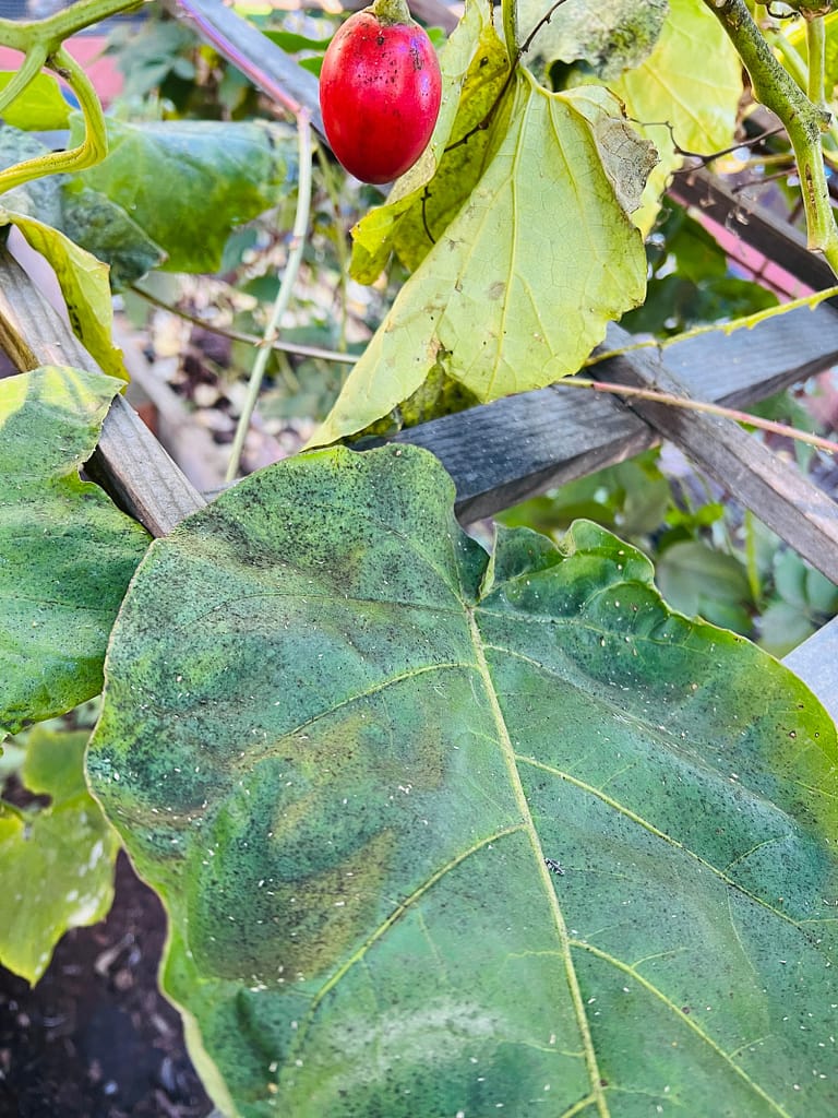 How to Plant and Grow a Tree Tomato (Tamarillo) in California - Marzi's ...