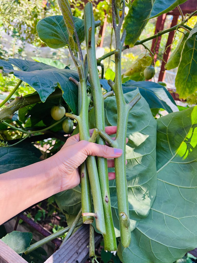 How to Plant and Grow a Tree Tomato (Tamarillo) in California - Marzi's ...